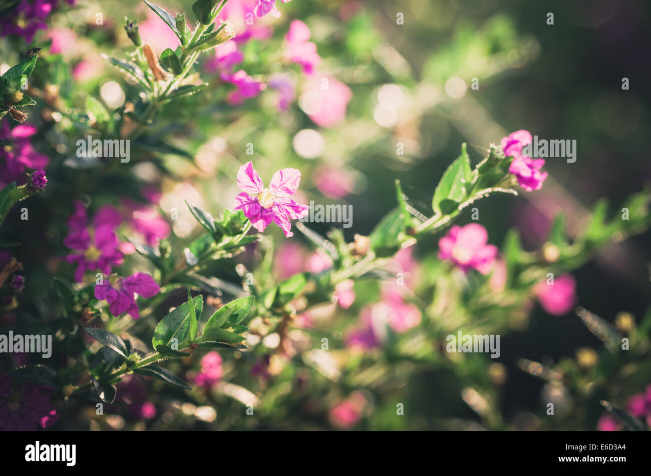 Pink Pink Cuphea hyssopifolia or false heather or Mexican heather or ...