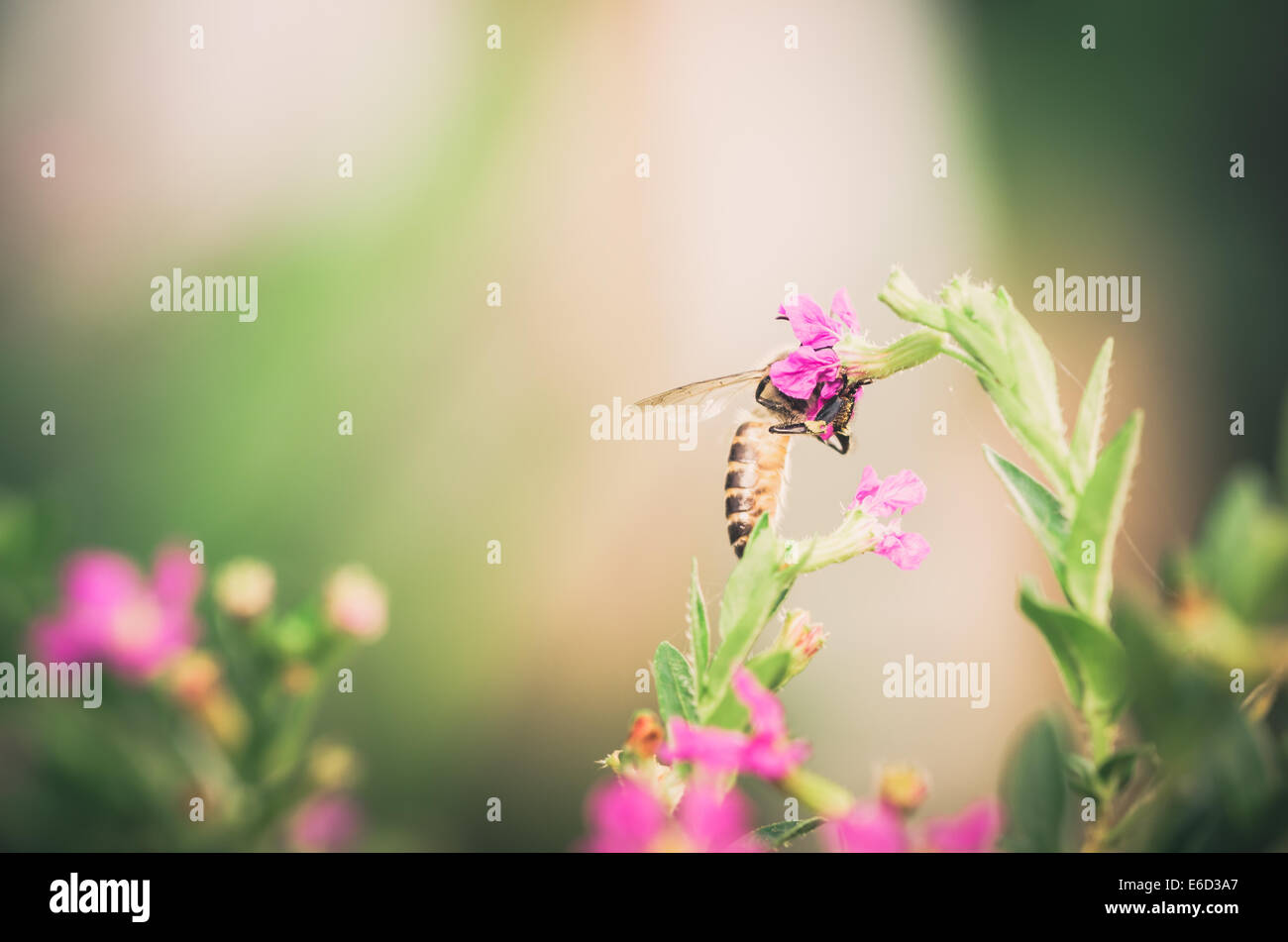 Pink Pink Cuphea hyssopifolia or false heather or Mexican heather or ...
