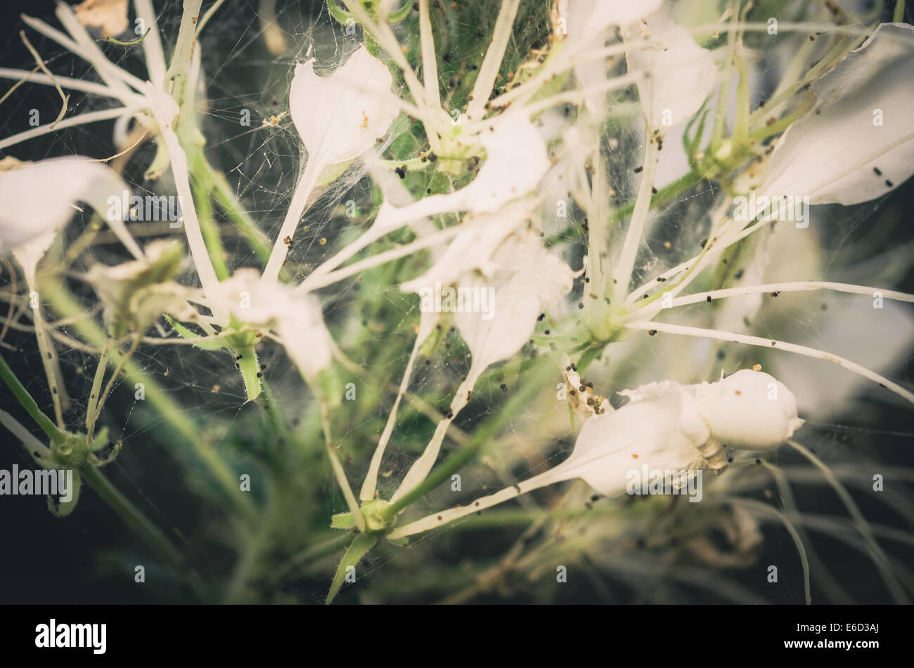 Cleome hassleriana or spider flower or spider plant in the garden or ...