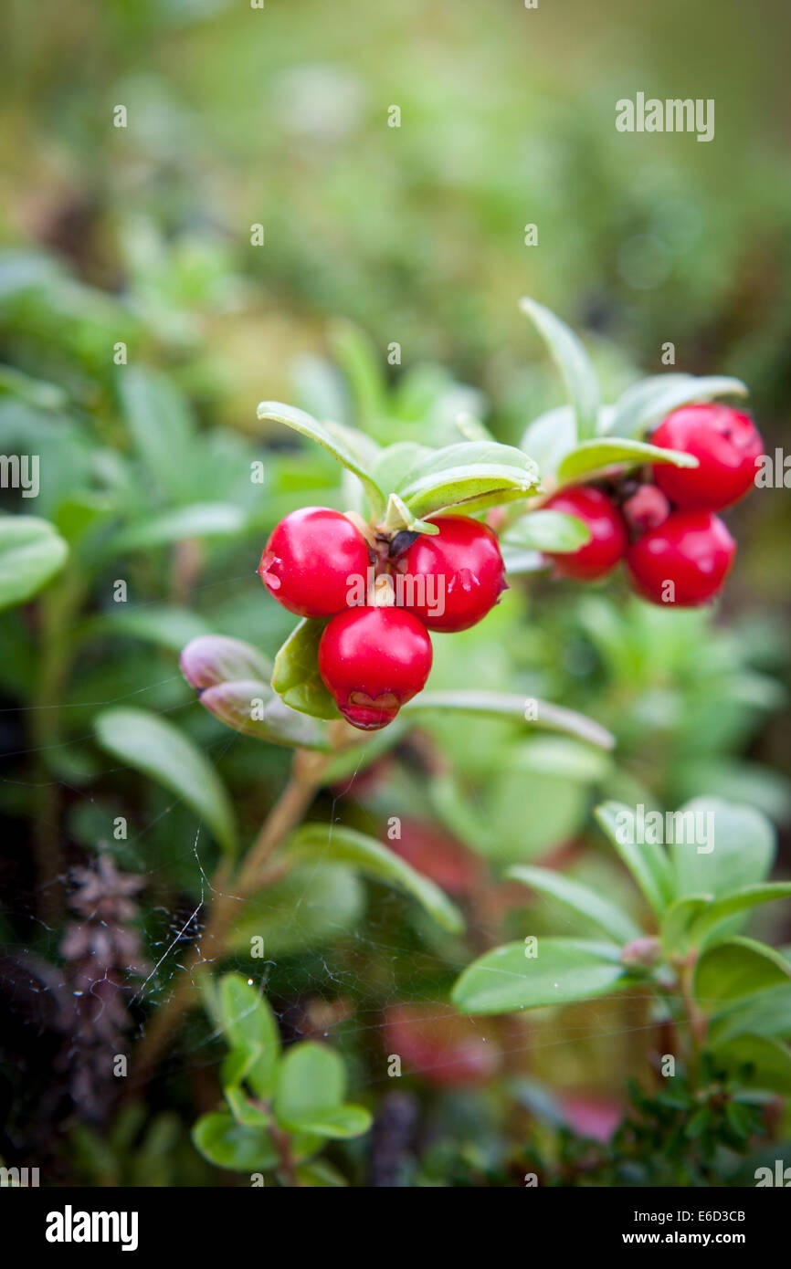 Lingon berry plant hi-res stock photography and images - Alamy