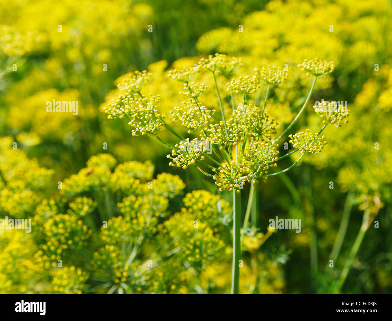 Fennel herb cultivation hi-res stock photography and images - Alamy
