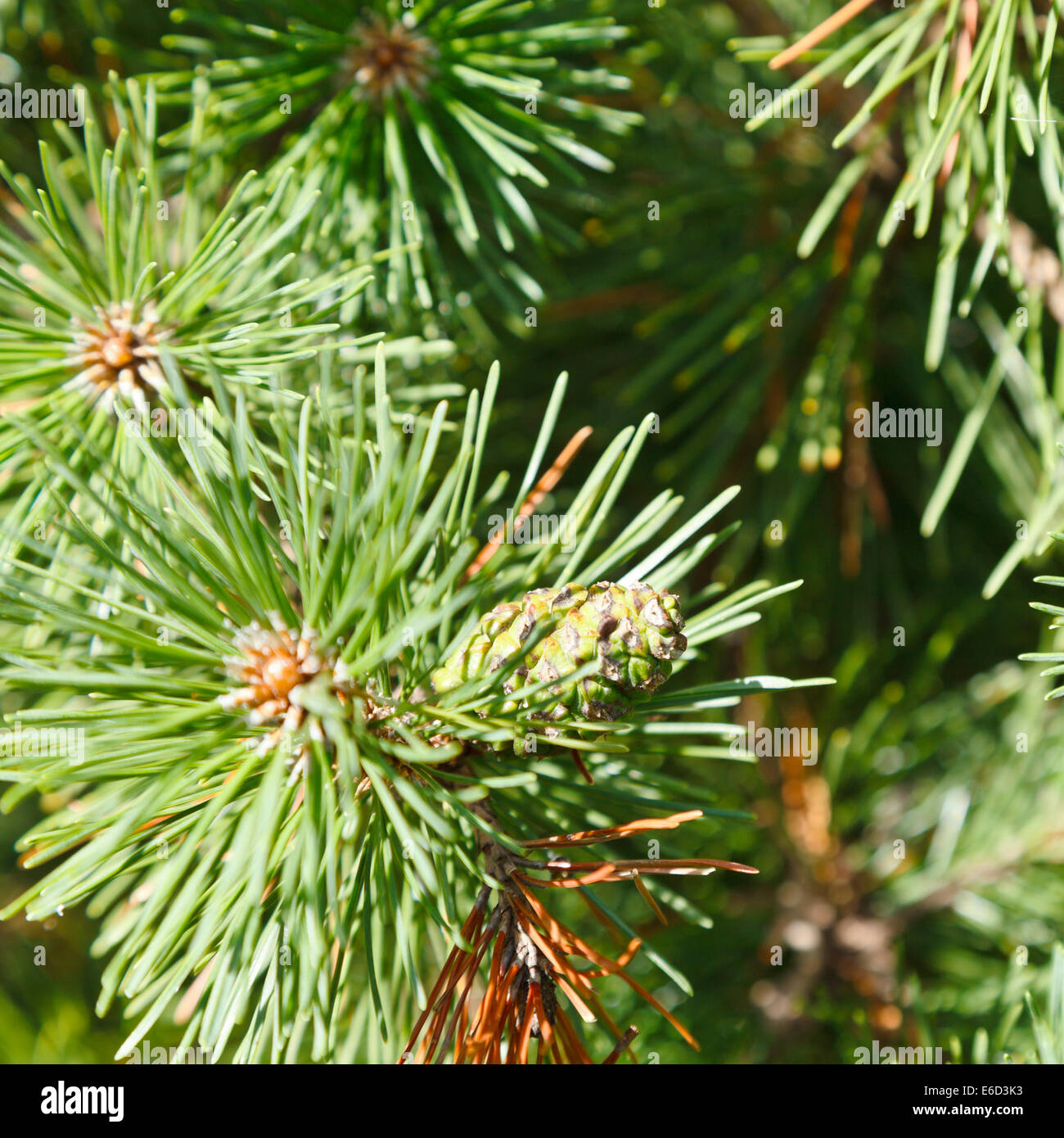 Green sprigs hi-res stock photography and images - Alamy