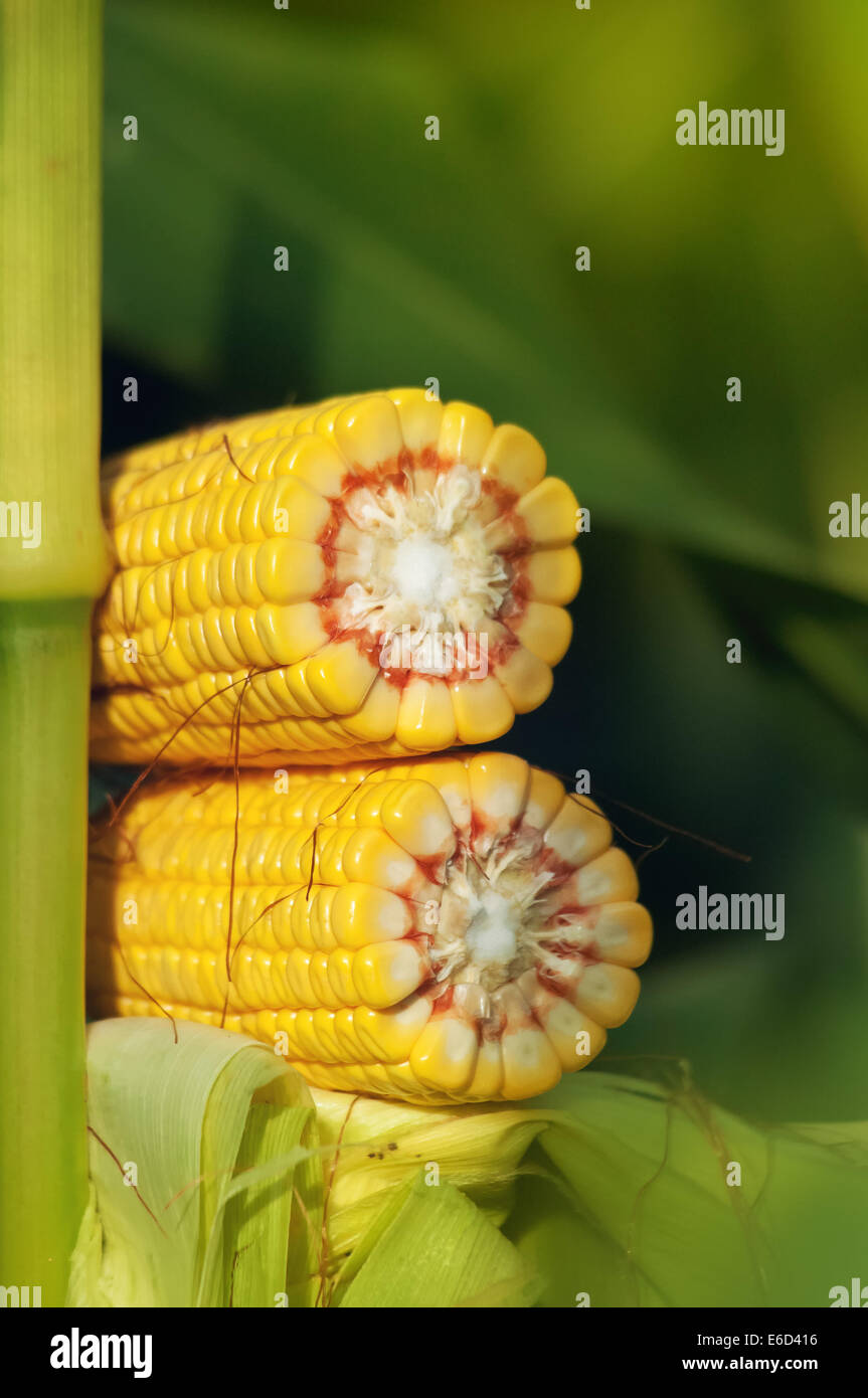 Corn Maize Cob with ripe yellow seed on stalk of corn plant in ...