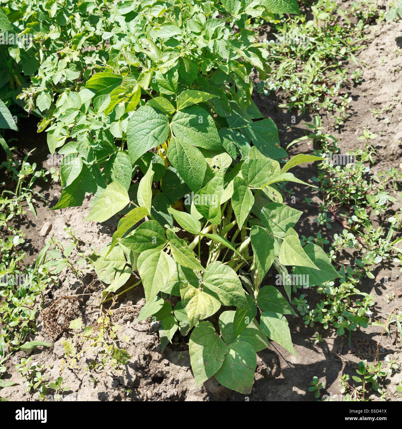 String bean hi-res stock photography and images - Alamy