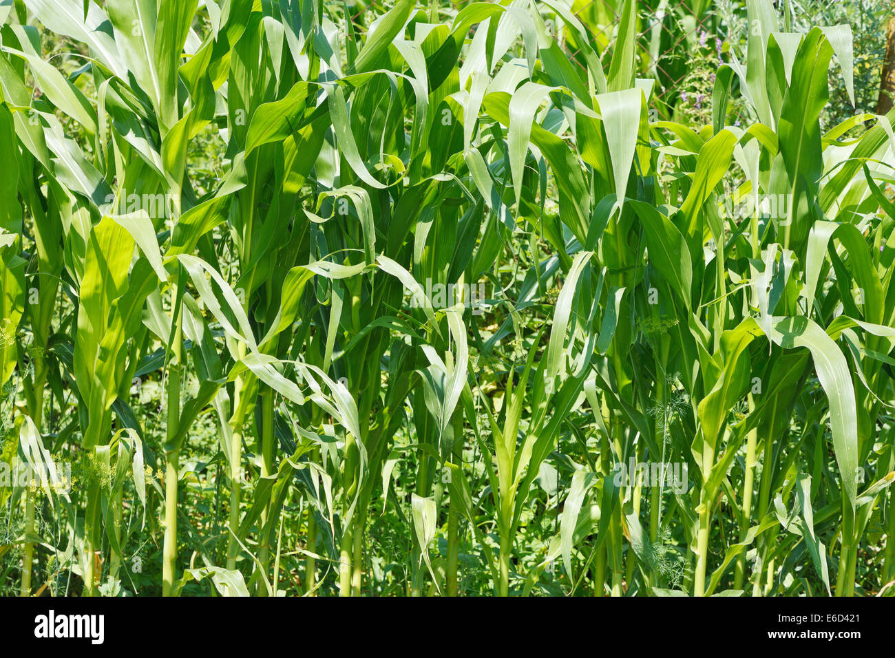 green maize foliage in garden in summer day Stock Photo - Alamy