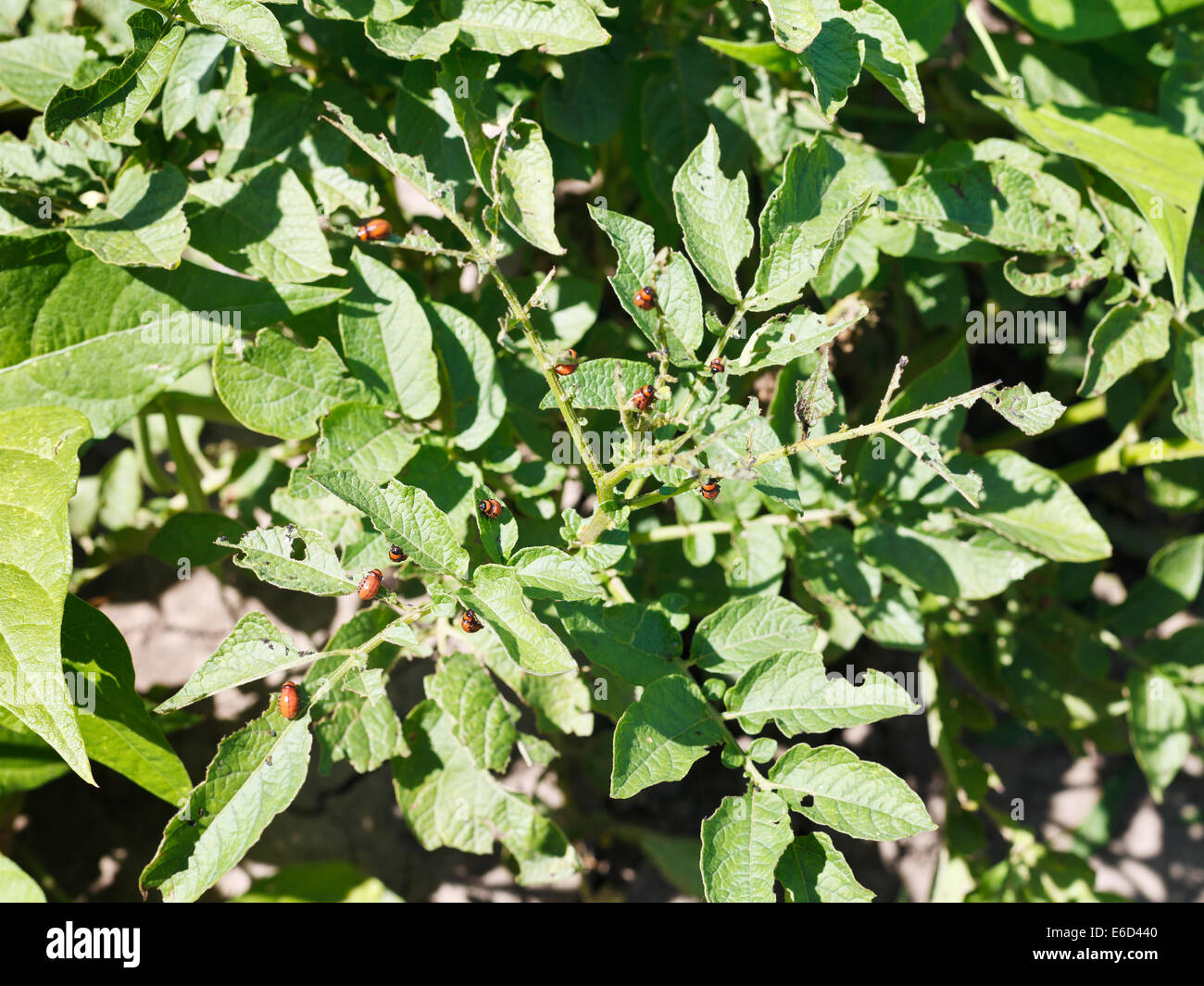 Potato caterpillar hi-res stock photography and images - Alamy