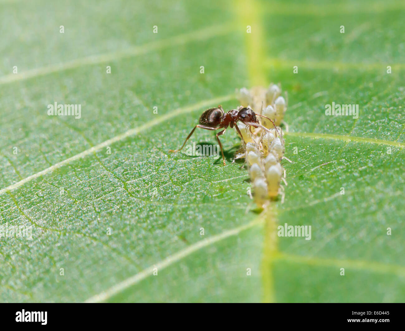 Pea aphid acyrthosiphon pisum hi-res stock photography and images - Alamy