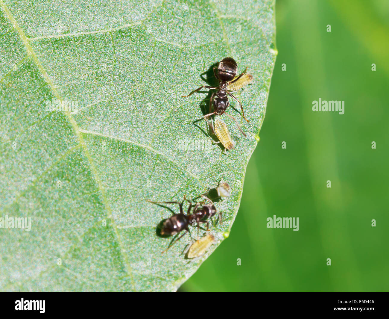 Pea aphid acyrthosiphon pisum hi-res stock photography and images - Alamy