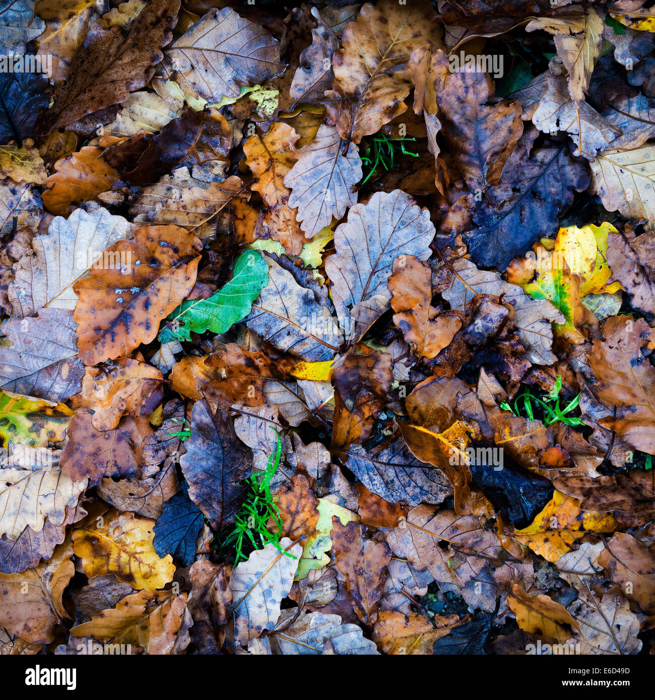 Wet ground texture hi-res stock photography and images - Alamy