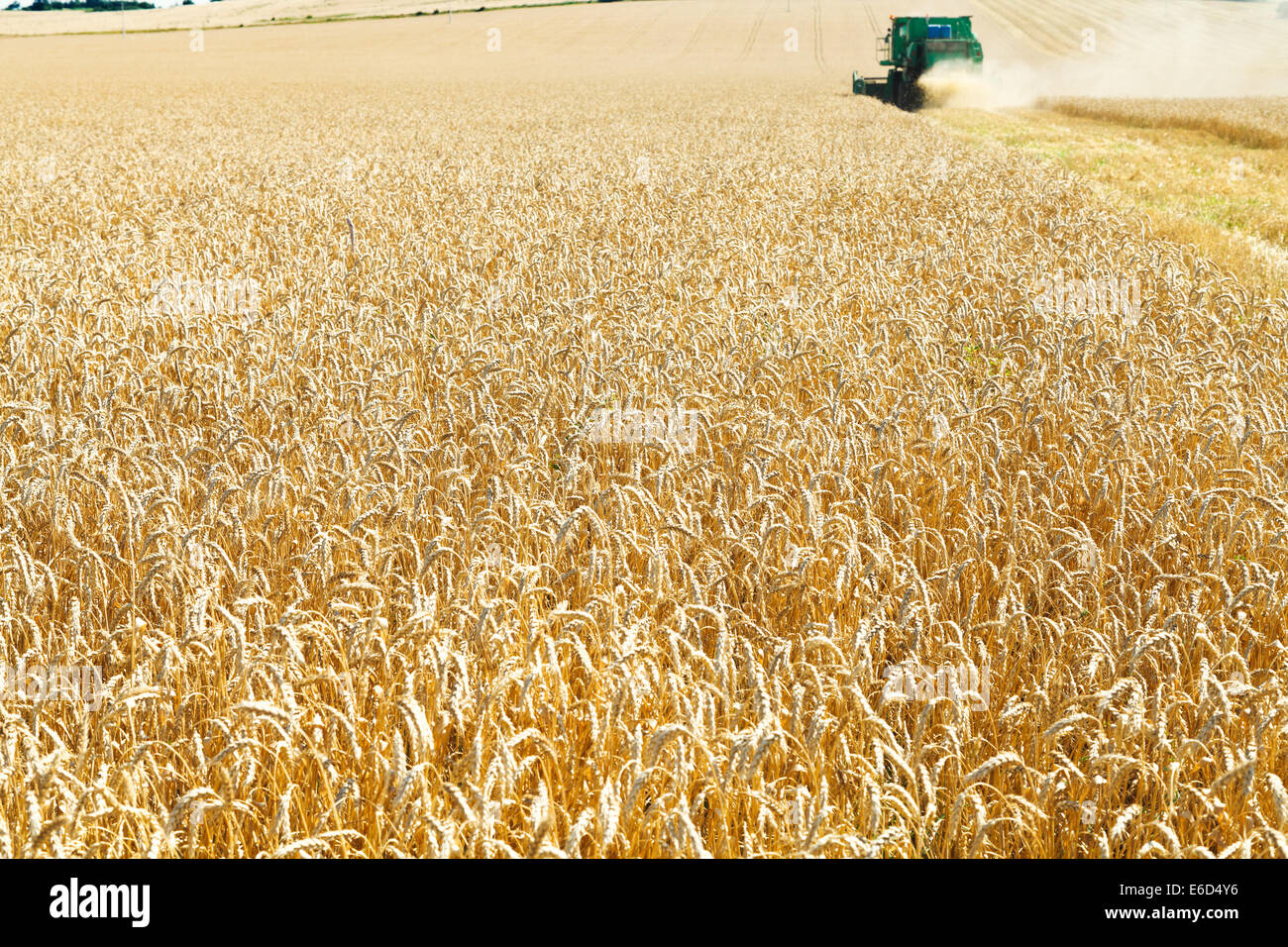 Gathering in field ripe hi-res stock photography and images - Alamy