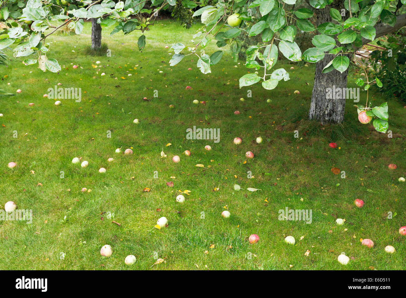 Apples fallen under apple hi-res stock photography and images - Alamy