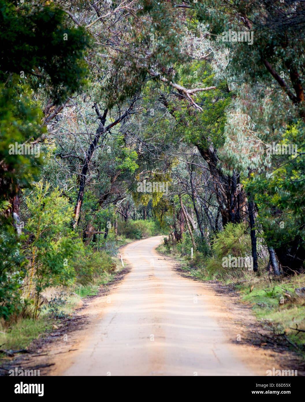 Dirt road through woods hi-res stock photography and images - Alamy