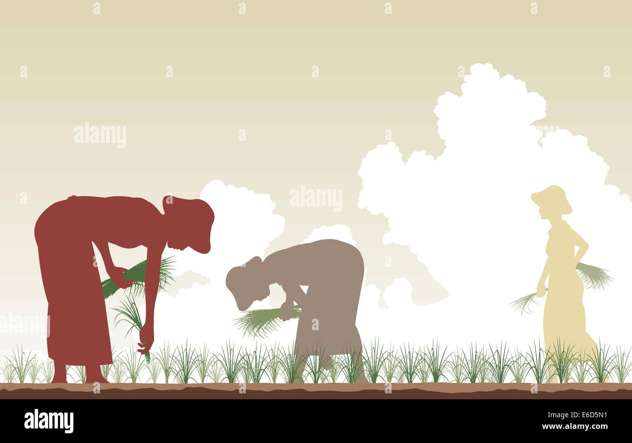 Rice Paddy Stock Vector Images - Alamy