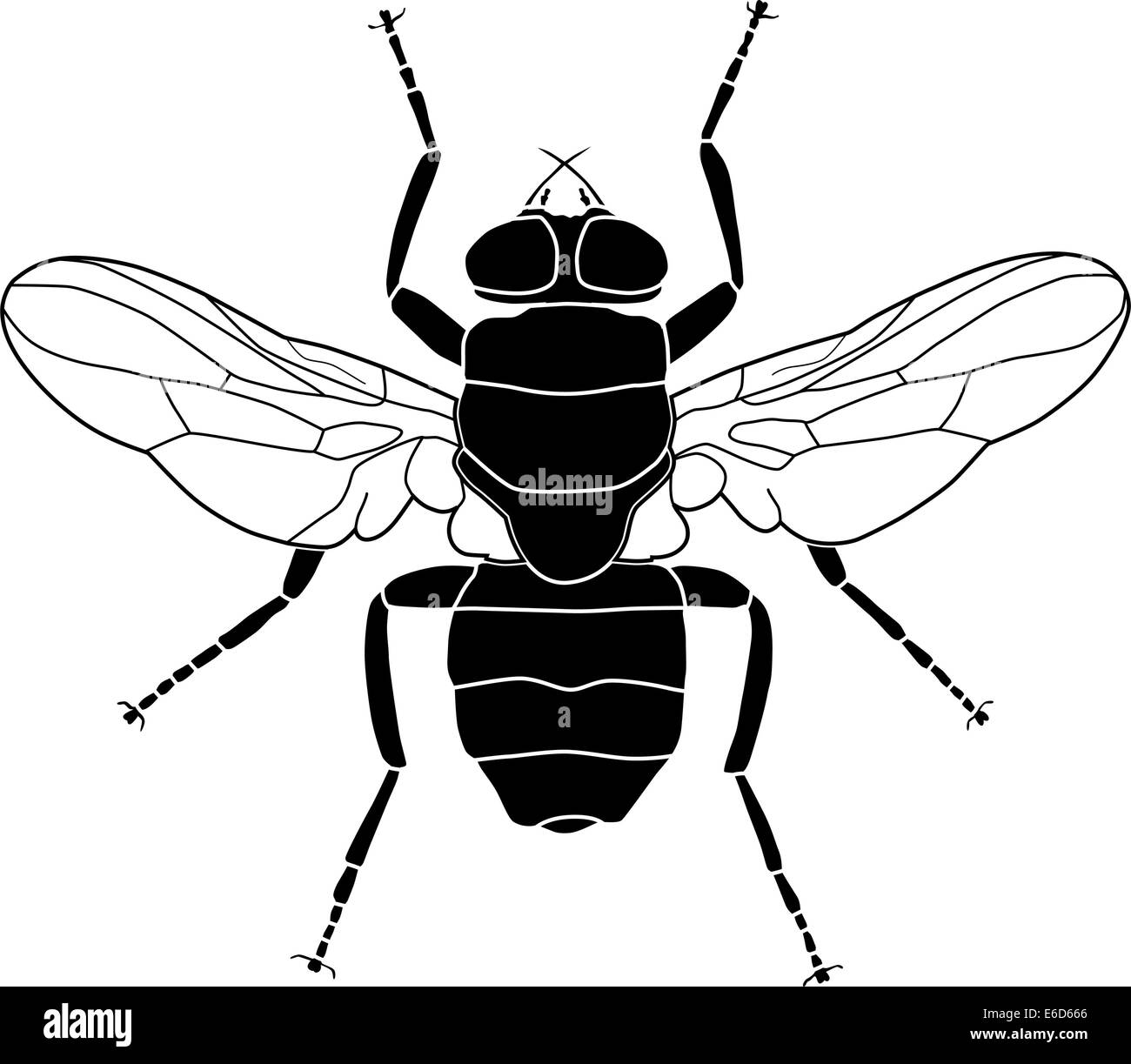 Housefly Black and White Stock Photos & Images - Alamy