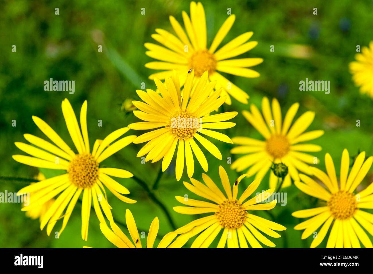 Multiple flower stems hi-res stock photography and images - Alamy