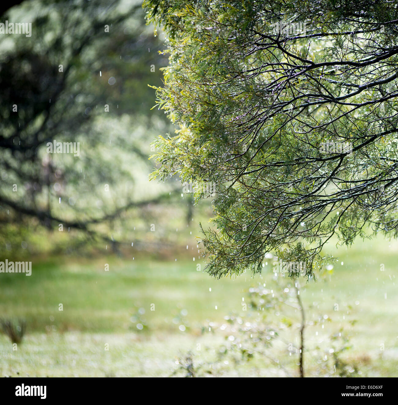 Rain falls hi-res stock photography and images - Alamy