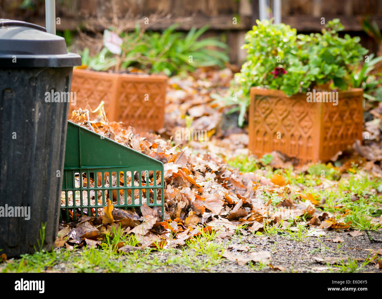 Autumn leaves raked up in the backyard with a bin Stock Photo - Alamy