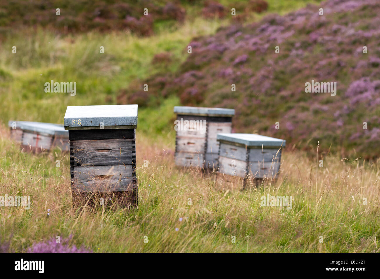 Heather honey production hi-res stock photography and images - Alamy