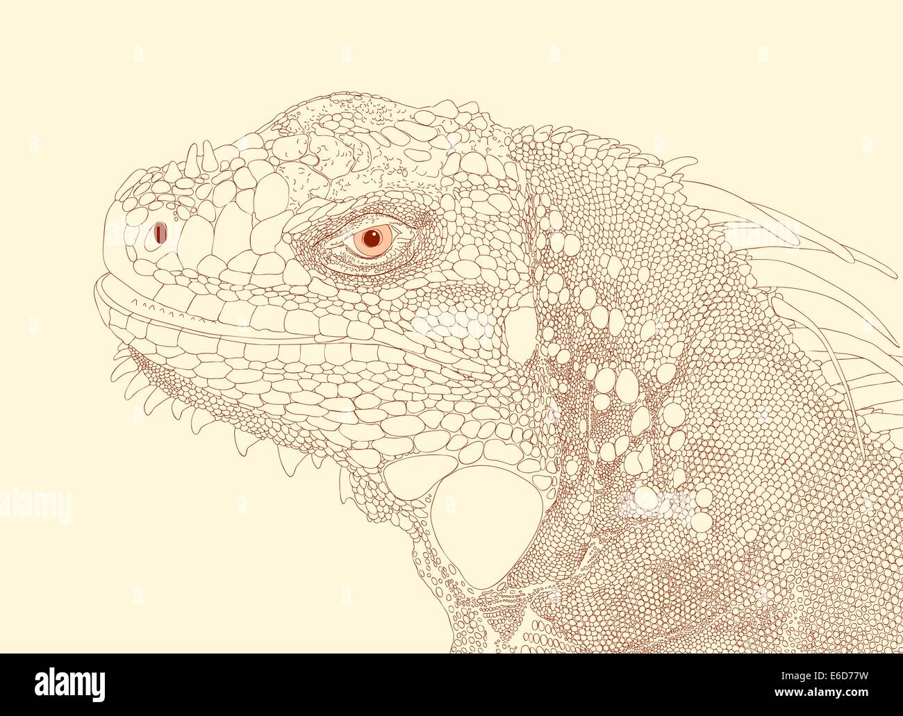 Iguana illustration hi-res stock photography and images - Alamy