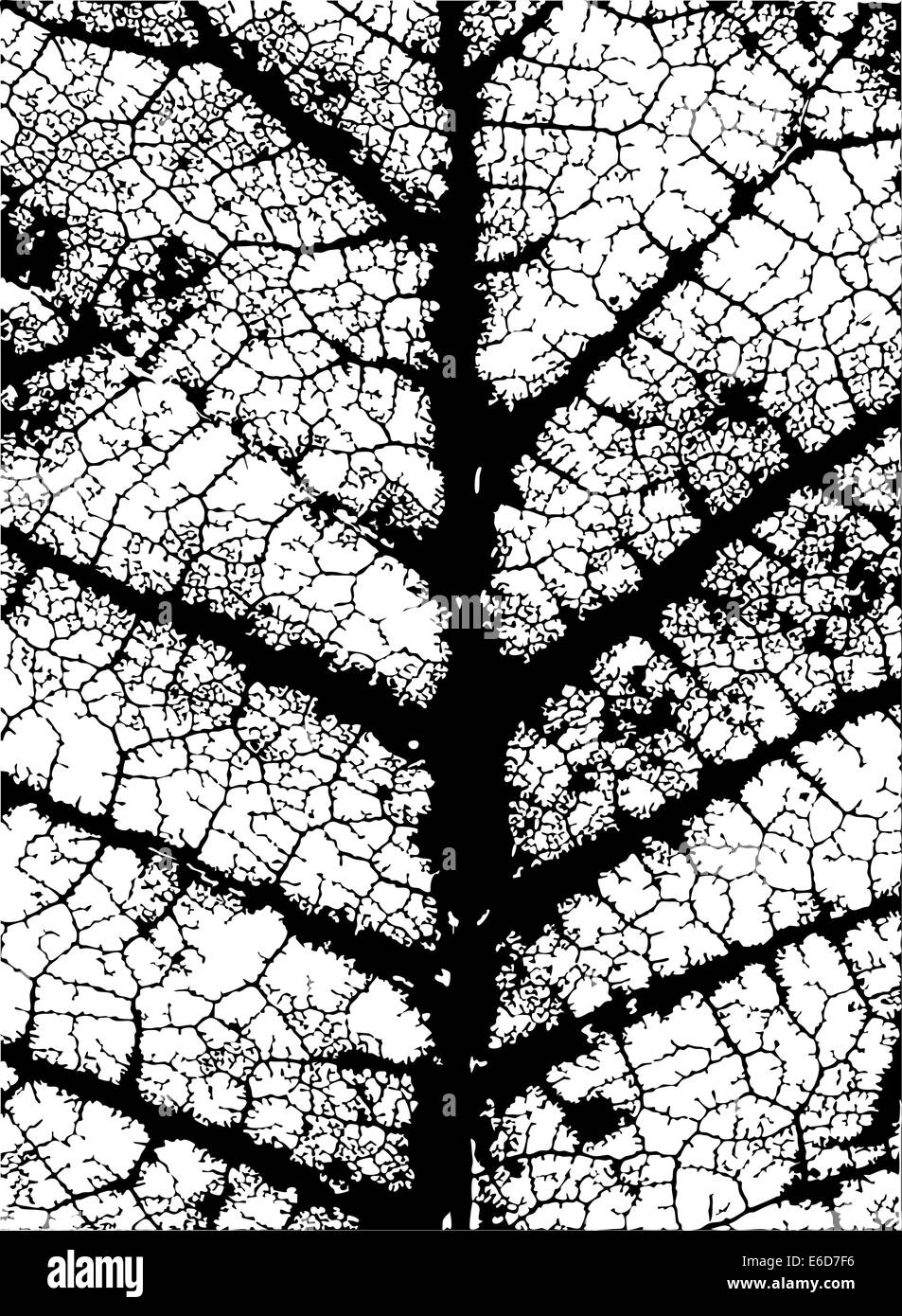 Black macro leaf veins Stock Vector Images - Alamy