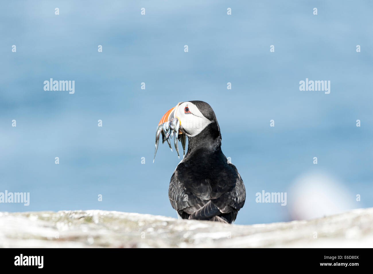 Puffin Images High Resolution Stock Photography and Images - Alamy