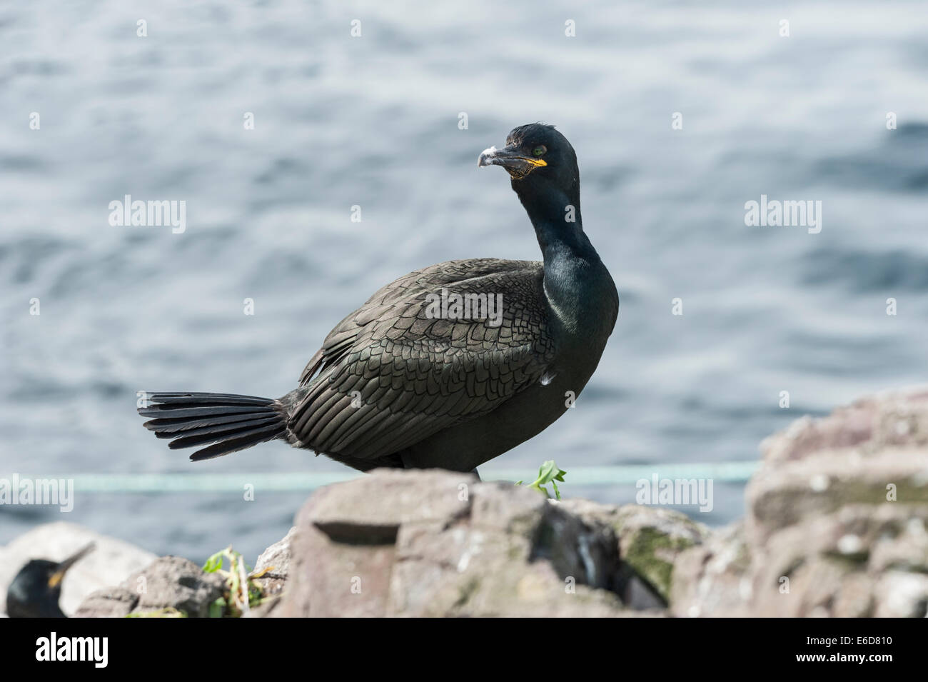Bird of the northern seas hi-res stock photography and images - Alamy