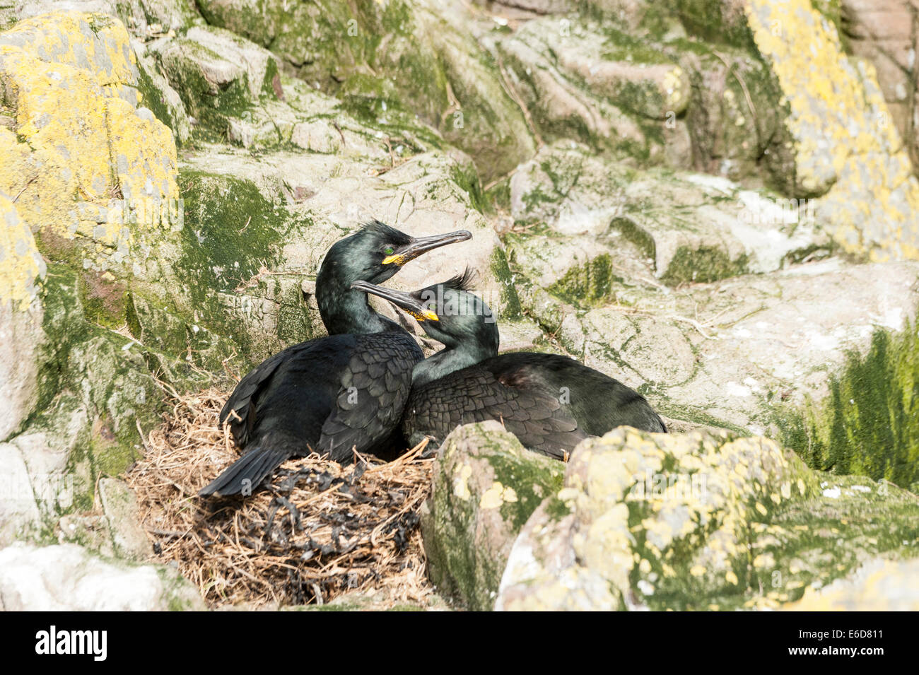 Bird of the northern seas hi-res stock photography and images - Alamy