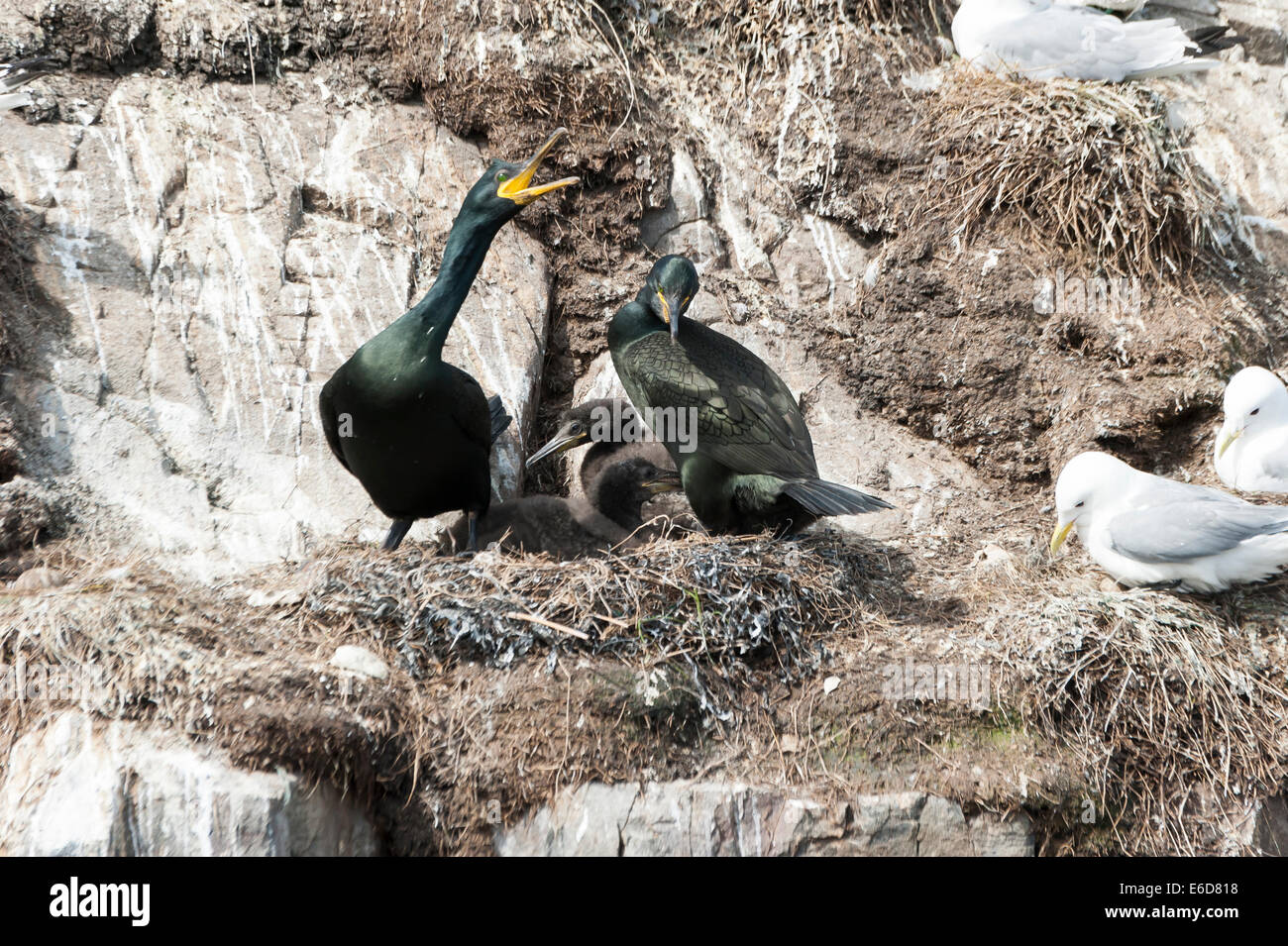 Bird of the northern seas hi-res stock photography and images - Alamy