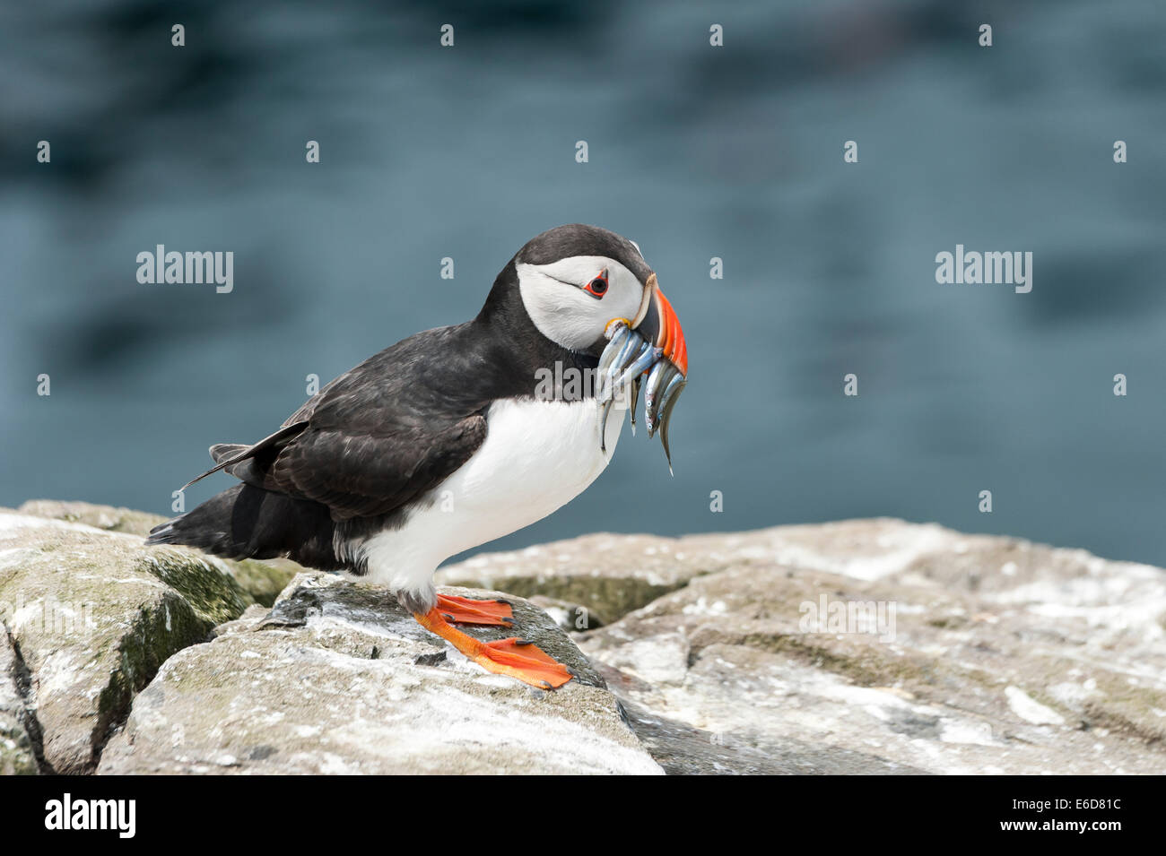 Puffin images hi-res stock photography and images - Alamy