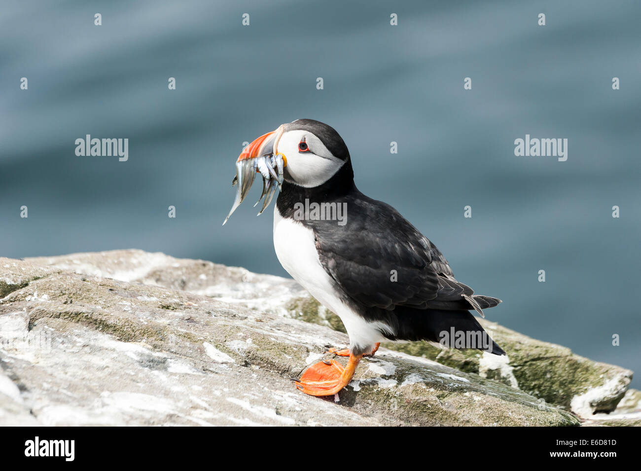 Puffin beaks hi-res stock photography and images - Alamy