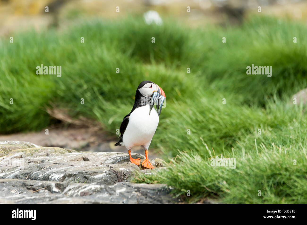 Puffin beaks hi-res stock photography and images - Alamy