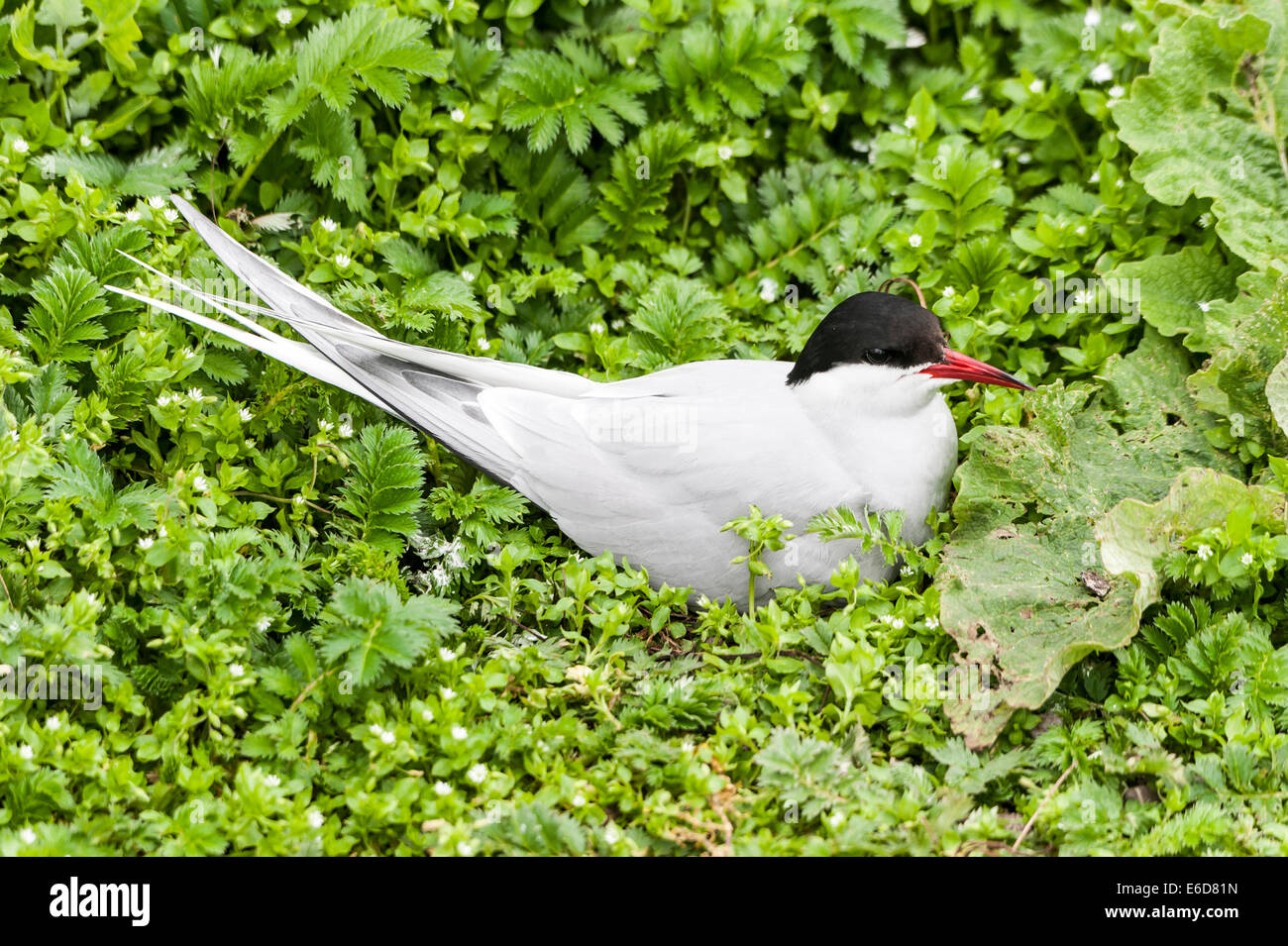Tern birds hi-res stock photography and images - Alamy