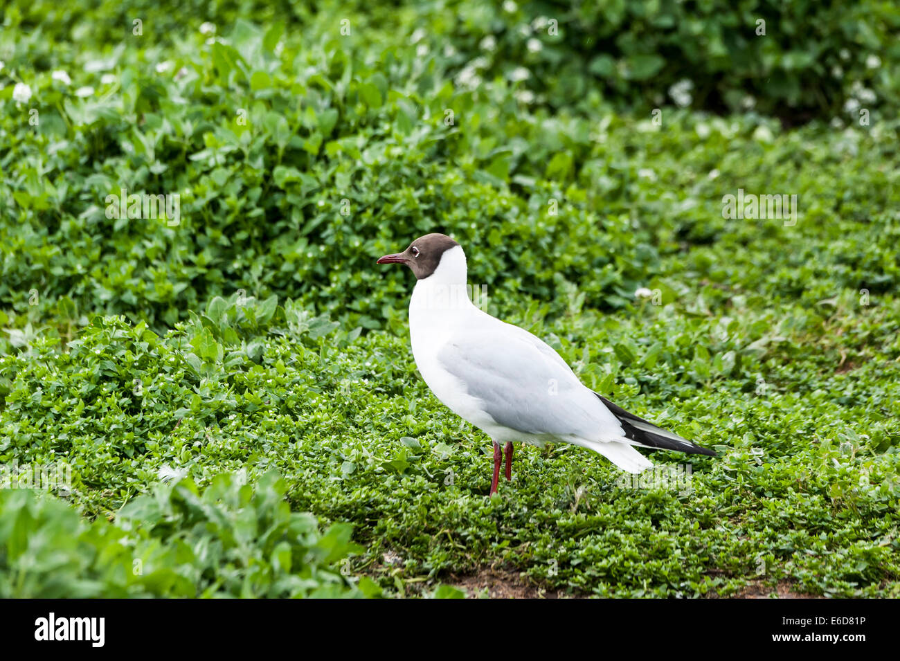 Black Headed Gull Stock Photo - Alamy