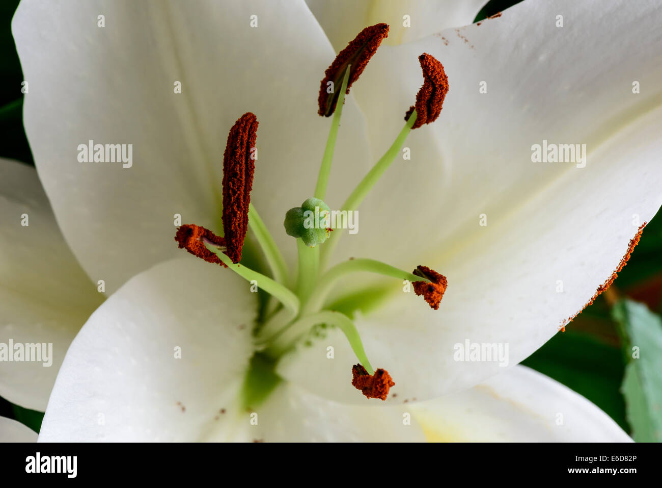 Flower reproductive system hi-res stock photography and images - Alamy