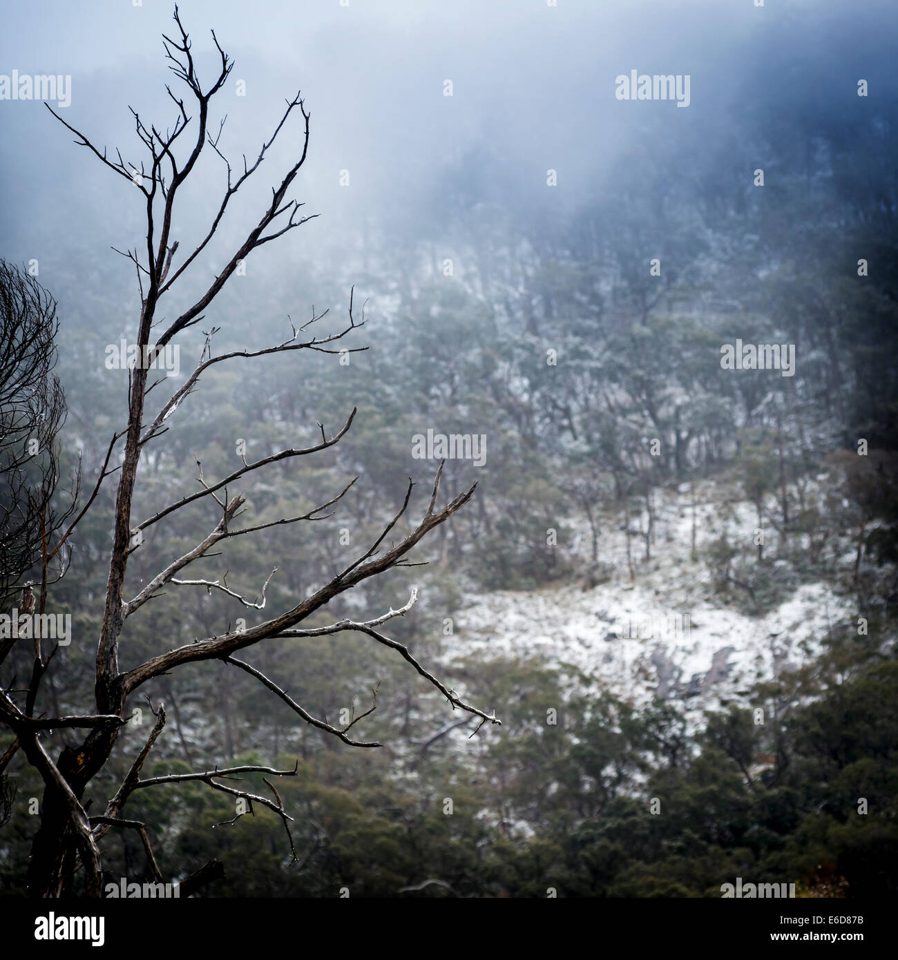 Winter in the mountains with fresh snow falling and thick cloud through ...