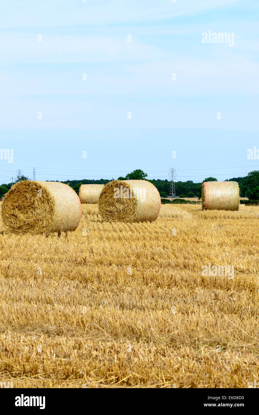 Bale tree hi-res stock photography and images - Alamy