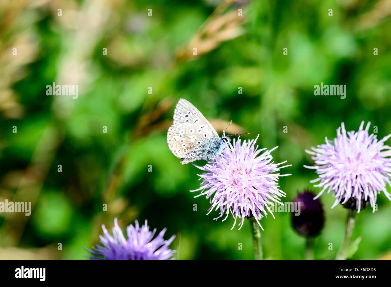 Common Blue Butterfly Stock Photo - Alamy