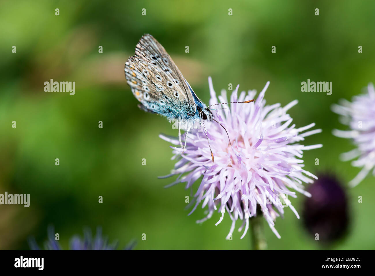 Common Blue Butterfly Stock Photo - Alamy