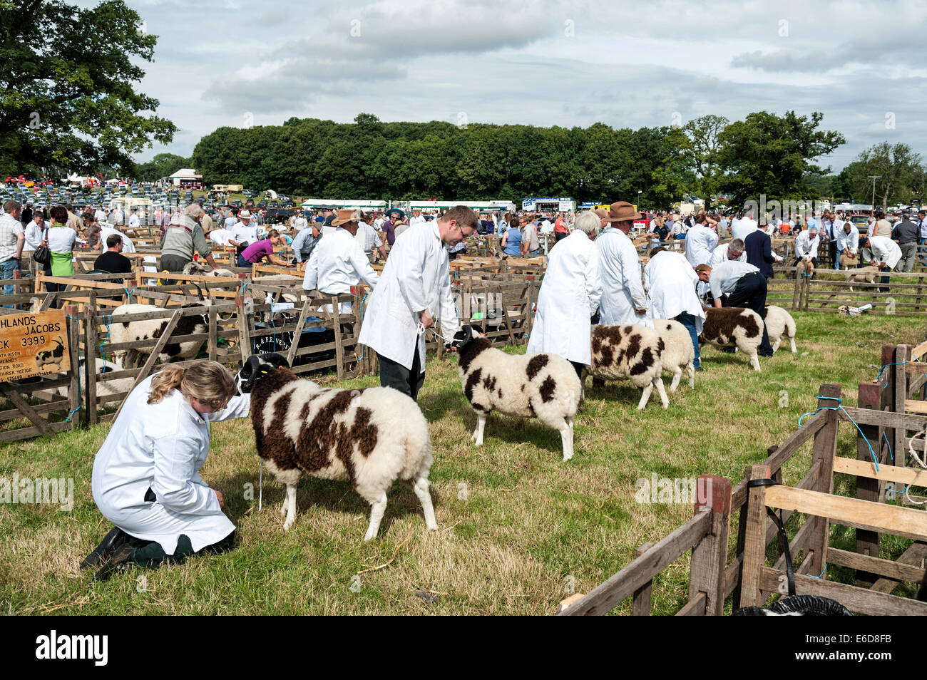 Jacob's sheep being judged at Ryedale show Stock Photo - Alamy