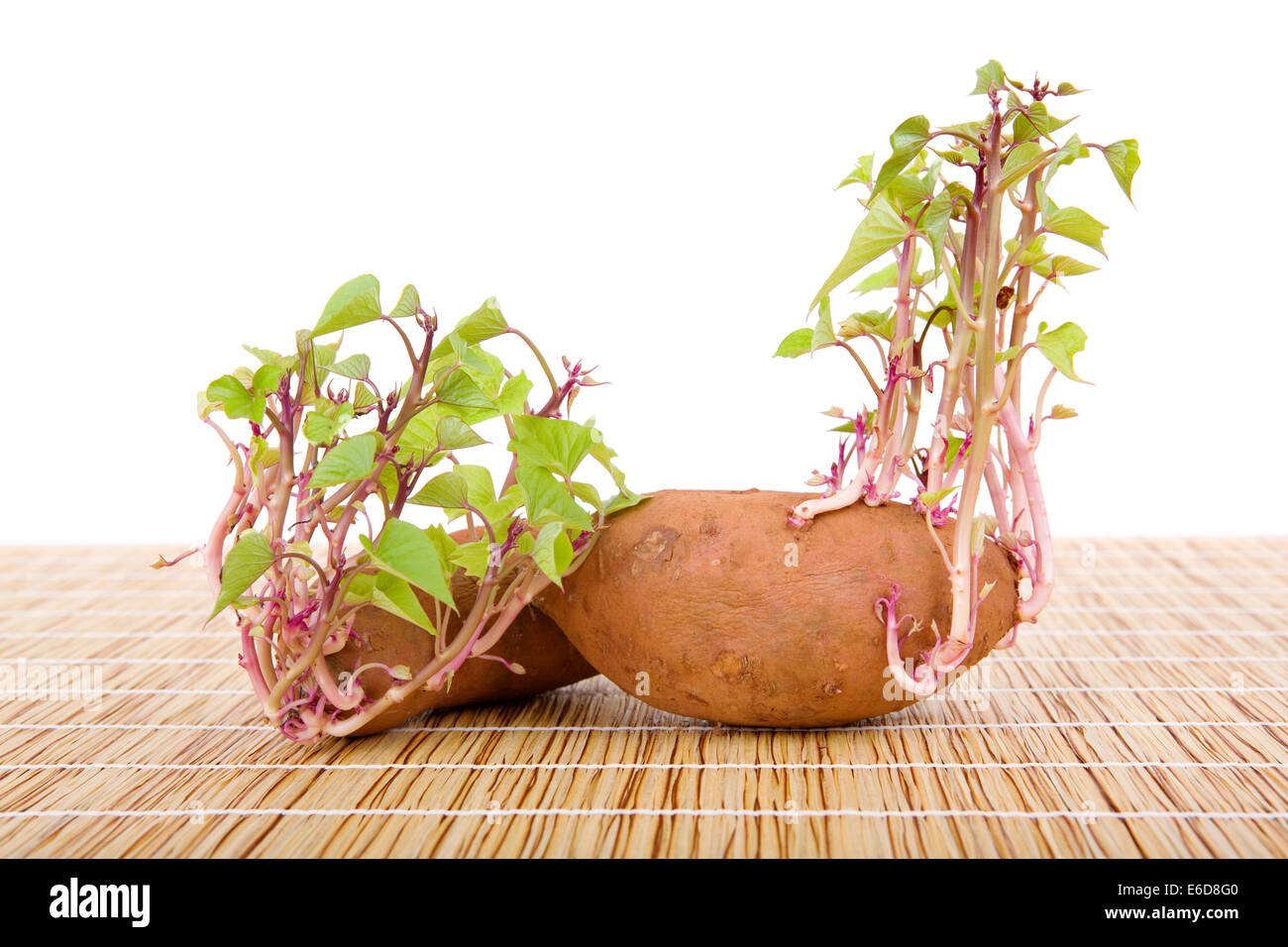 Tubers young potatoes growing potatoes hi-res stock photography and ...