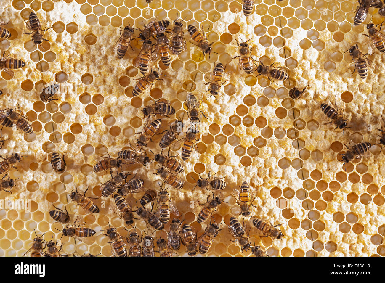 English worker honeybees tending and feeding larvae brood in cells and ...