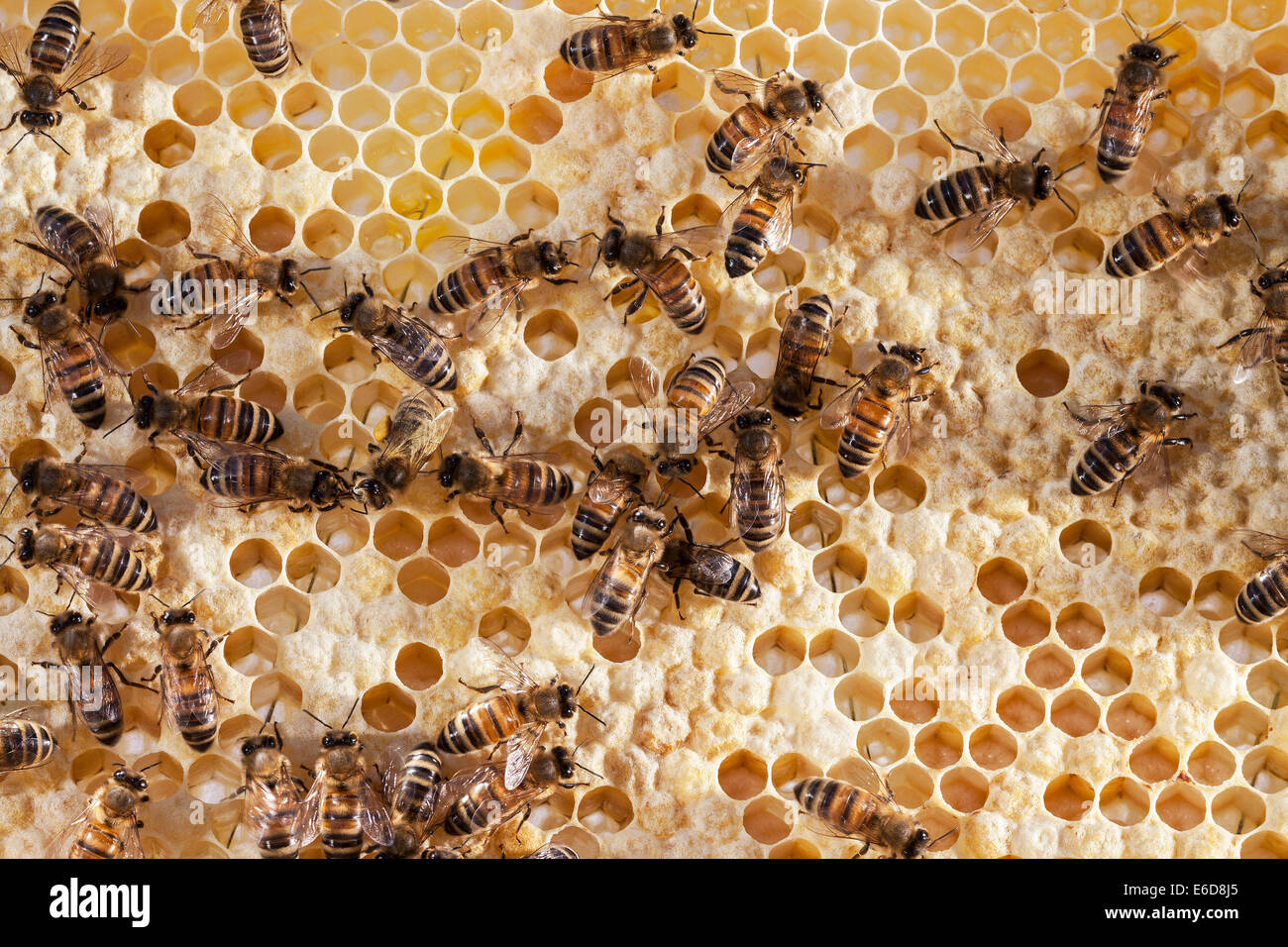 English worker honeybees tending and feeding larvae brood in cells and ...