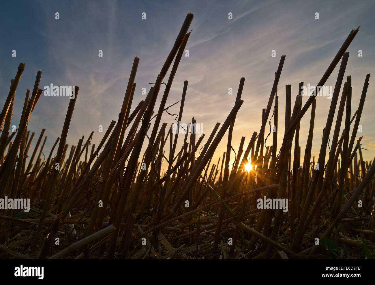Briesen, Germany. 20th Aug, 2014. The sun sets behind a field of grain ...
