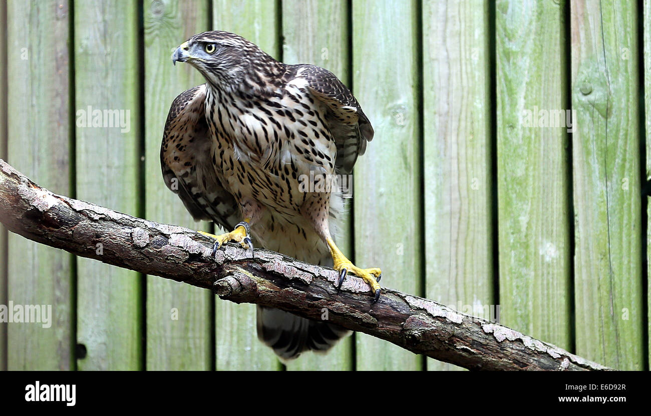 Berlin, Germany. 15th Aug, 2014. A hawk rests on a tree branch in the ...