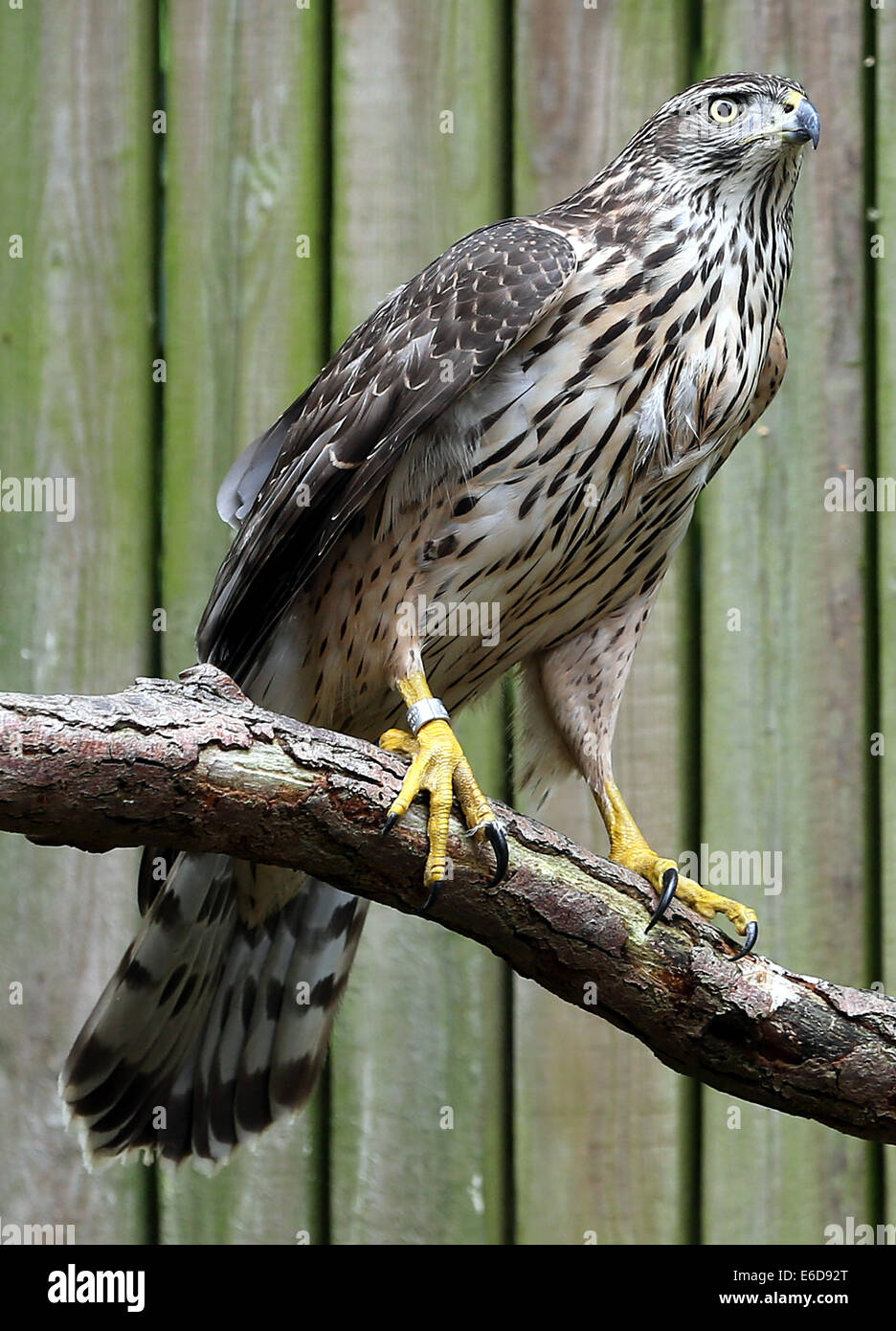 Berlin, Germany. 15th Aug, 2014. A hawk rests on a tree branch in the ...