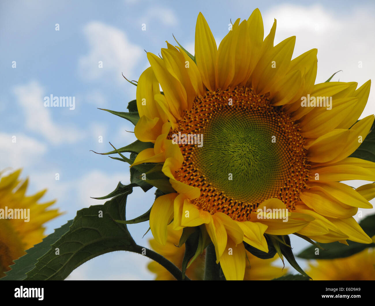 Sunlit sunflower hi-res stock photography and images - Alamy