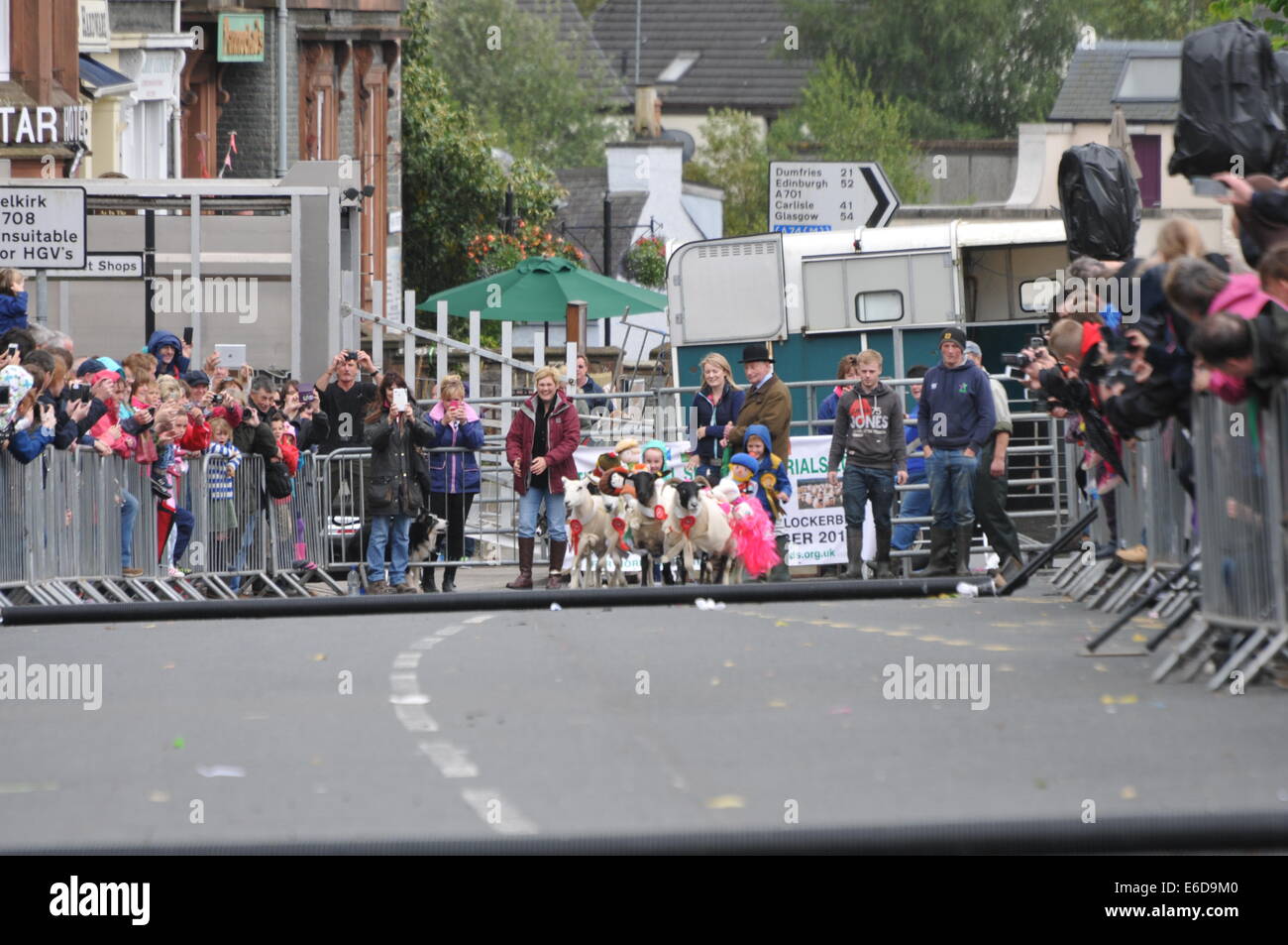 Racing sheep hi-res stock photography and images - Alamy