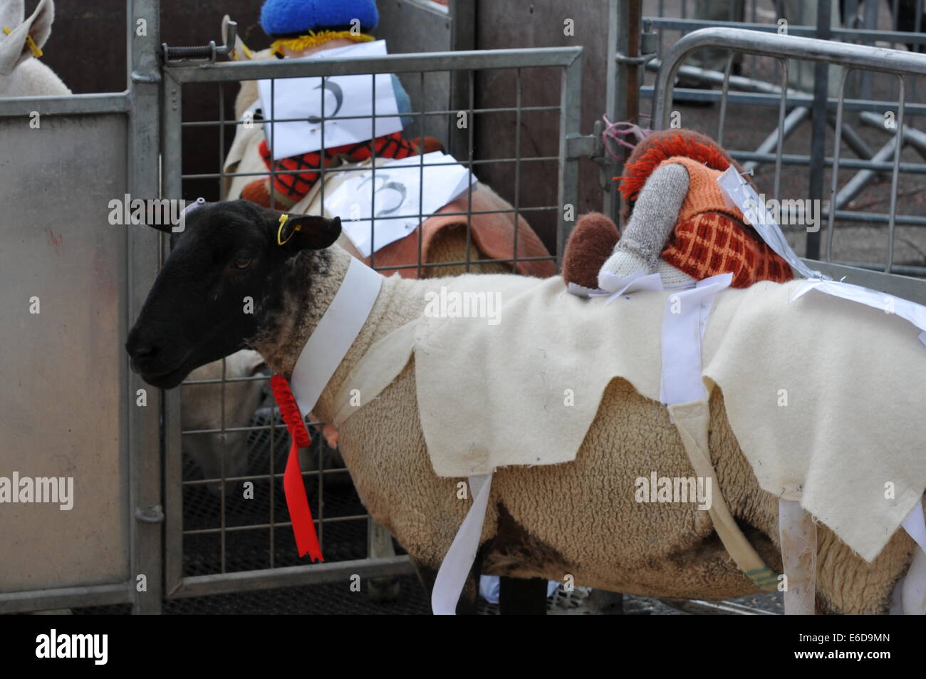 Moffat sheep hi-res stock photography and images - Alamy