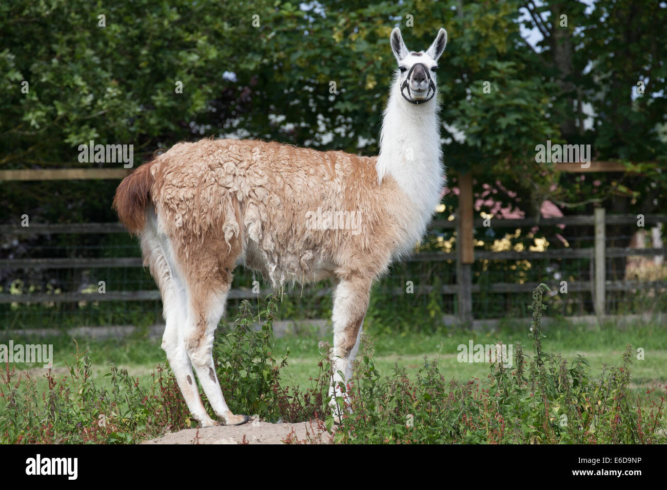 Domesticatedl hi-res stock photography and images - Alamy