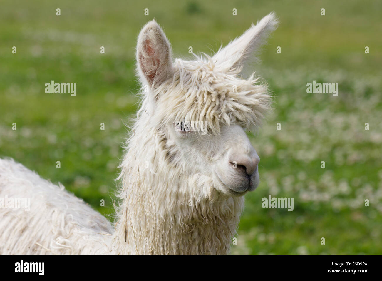 Tame alpaca hi-res stock photography and images - Alamy Tame alpaca hi-res stock photography and images - Alamy